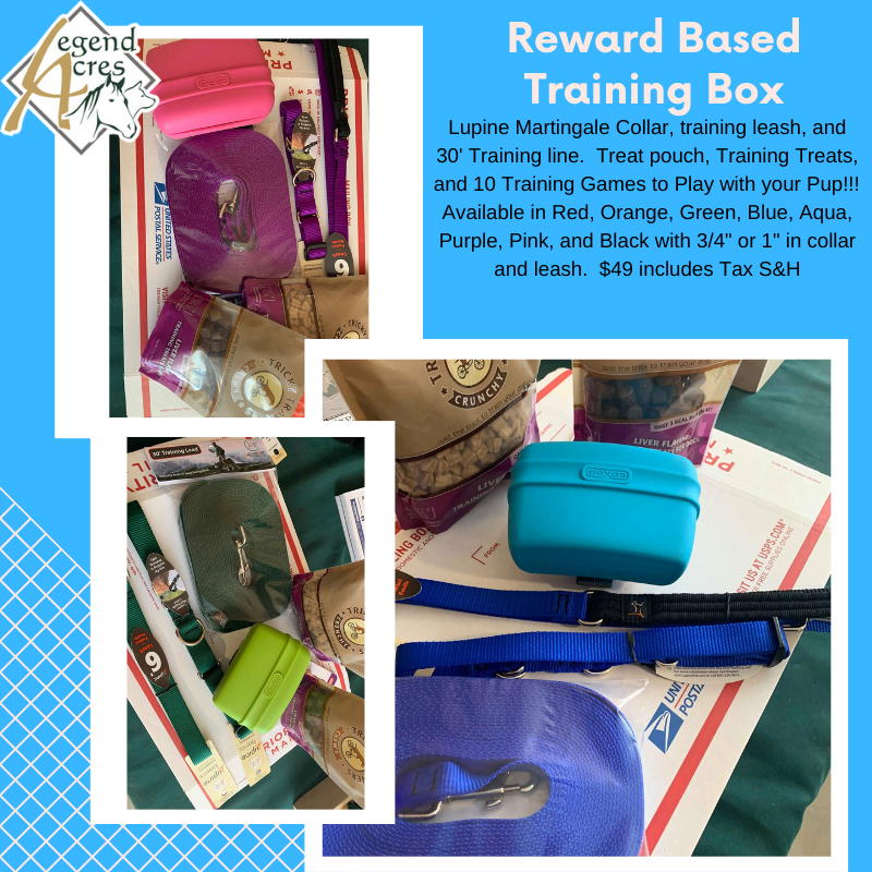 10 Essential Dog-Training Supplies | Legend Acres